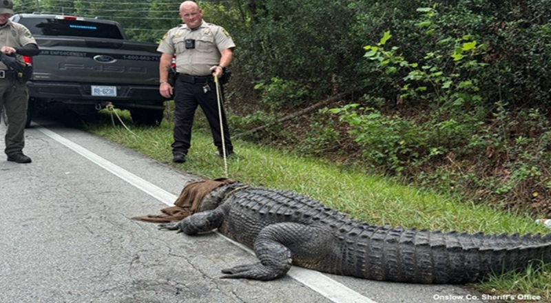 10-foot alligator “Pepe” caught in Onslow County roadway